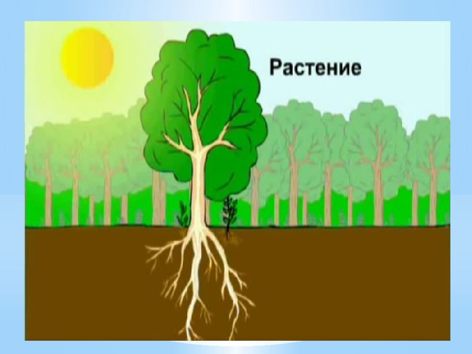 Солнце растения и мы с вами Окружающий мир 3 класс Учитель начальных